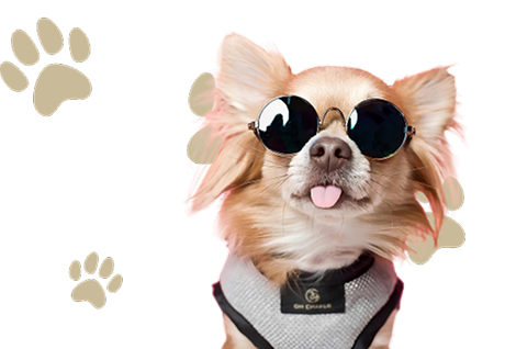 How to Train Your Dog to Use a Wheelchair – Pets Own Us