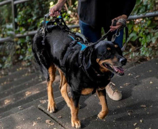 Help ‘Em Up Harness - Full Body Dog Harness | Pets Own Us
